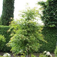 Orange Flame Japanese Maple Natorps Online Plant Store