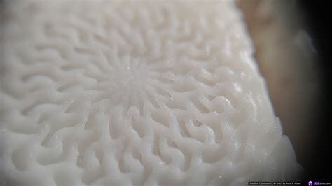 3d Printing Msla Printing Triply Periodic Minimal Surfaces Tpms Gallery Xyz Dims