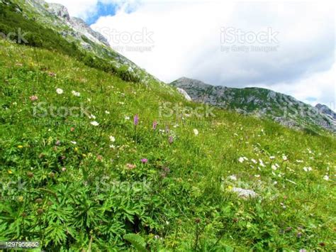 줄리안 알프스 슬로베니아에서 흰색 데이지와 핑크 핑크 향기로운 오키 또는 습지 향기로운 오키드 꽃 다채로운 알프스 초원 0명에 대한 스톡 사진 및 기타 이미지 Istock