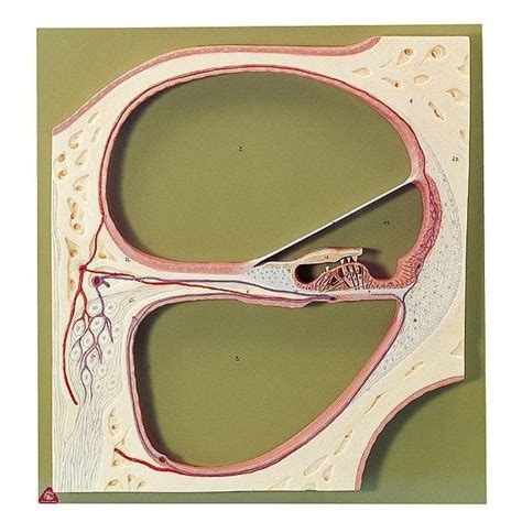 Anatomy Cochlea Model Diagram Quizlet