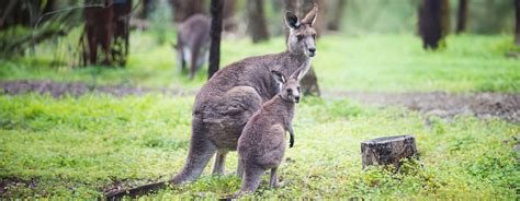 Kangaroos Wildlife Victoria