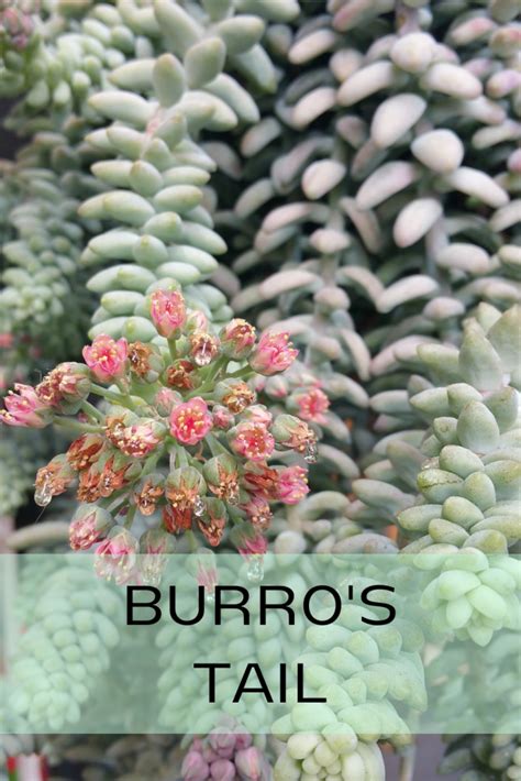 Trailing Succulents A Comprehensive Guide To 7 Stunning Succulents