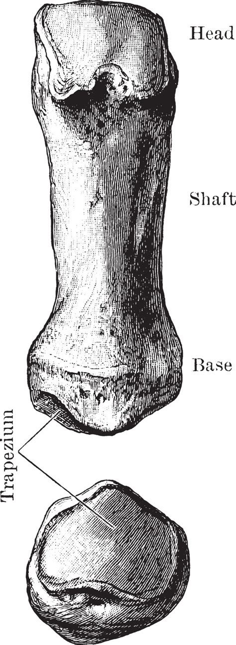 First Metacarpal Bone Vintage Illustration 13688022 Vector Art At Vecteezy