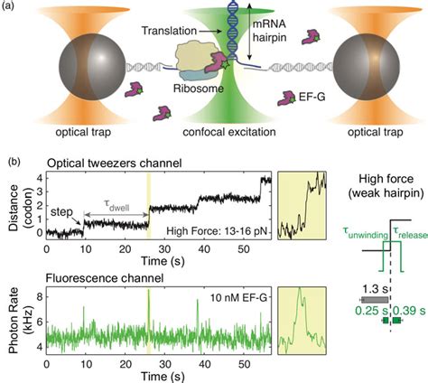 A Schematic Depiction Of The Simultaneous Optical Tweezersconfocal