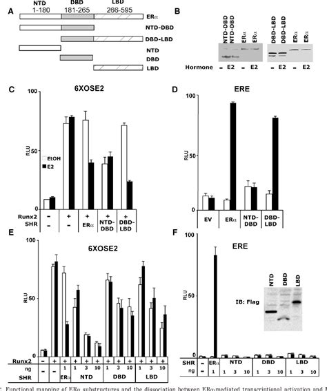 Figure 2 From Modulation Of Runx2 Activity By Estrogen Receptor Alpha