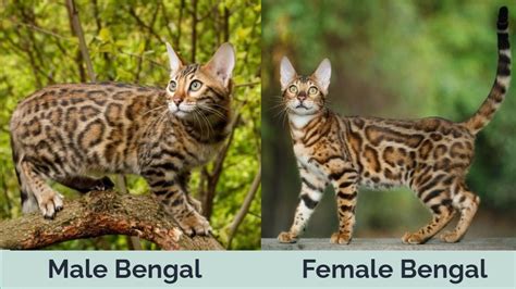 Bengal Cat Size Comparison