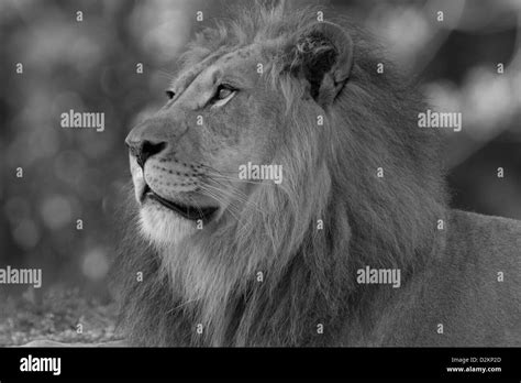 African Male Lion Stock Photo Alamy
