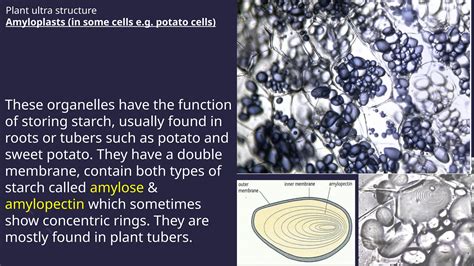 As Bio Cambridge Ch1 Cell Structure 2025pptx