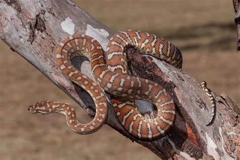 Bredls Python Care Sheet Reptifiles