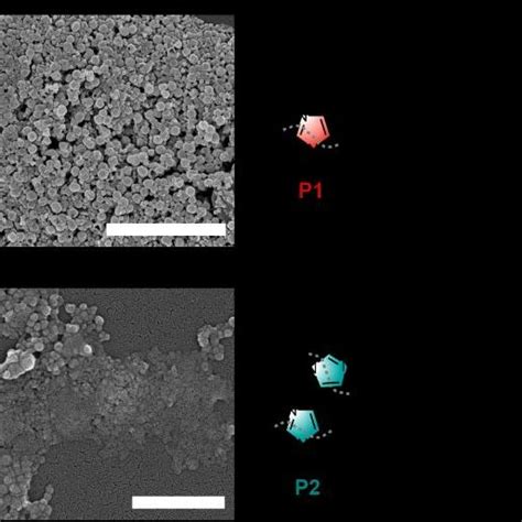 Particle Degradation By Applying H2o2 As Reactive Oxygen Species A Download Scientific