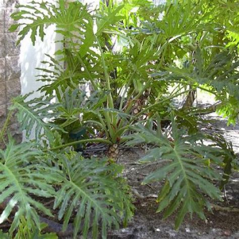 Tree Philodendron Thaumatophyllum Bipinnatifidum Plant Care And How To