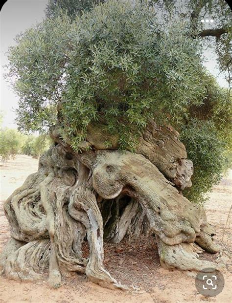 Pin By Litsa Larson On Unusual Trees Old Trees Weird Trees Nature Tree