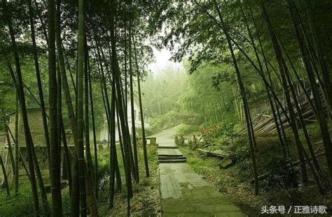 七絕《夏竹》 每日頭條