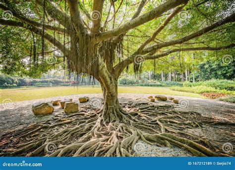 Trunk With Roots Of Large Mangrove Tree In Lekki Conservation Center Royalty Free Stock Image Trunk With Roots Of Large Mangrove Tree In Lekki Conservation Center Royalty Free Stock Image