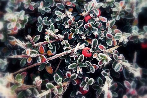 Free Images Tree Nature Outdoor Branch Blossom Snow Cold