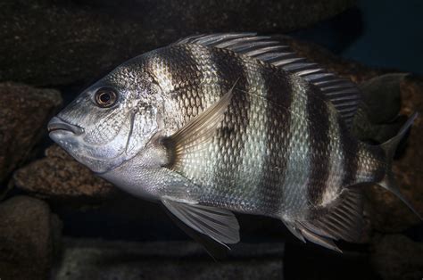 Sheepshead Mouth At Margie Barker Blog