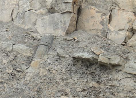 Stone Tree Dayletters