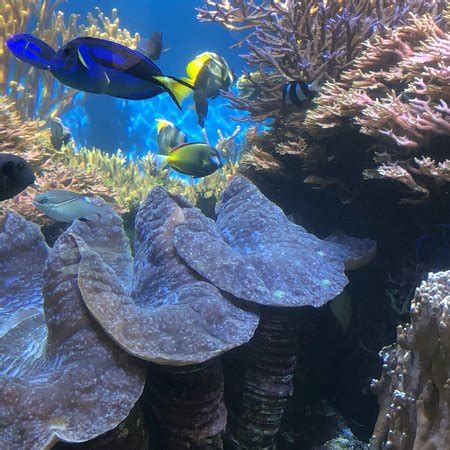 Waikiki Aquarium Honolulu 2018 All You Need To Know Before You Go