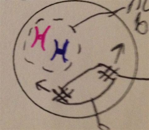 Unit Cell Cycle Flashcards Quizlet