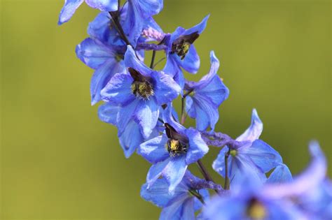 Difference Between Delphinium And Larkspur Difference Between