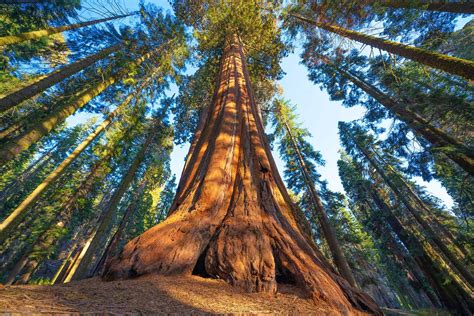 The 16 Best Places To See Towering Redwood Trees In California A Z