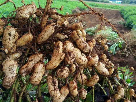 栗や芋だけじゃない秋の味覚ホックホク生落花生の食べ方ガイド 食べチョク more