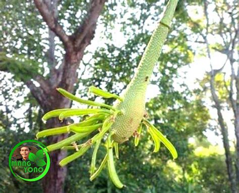 Proses Bunga Petai Pendul Sampai Petai Siap Dipanen ~ Blog Mang Yono