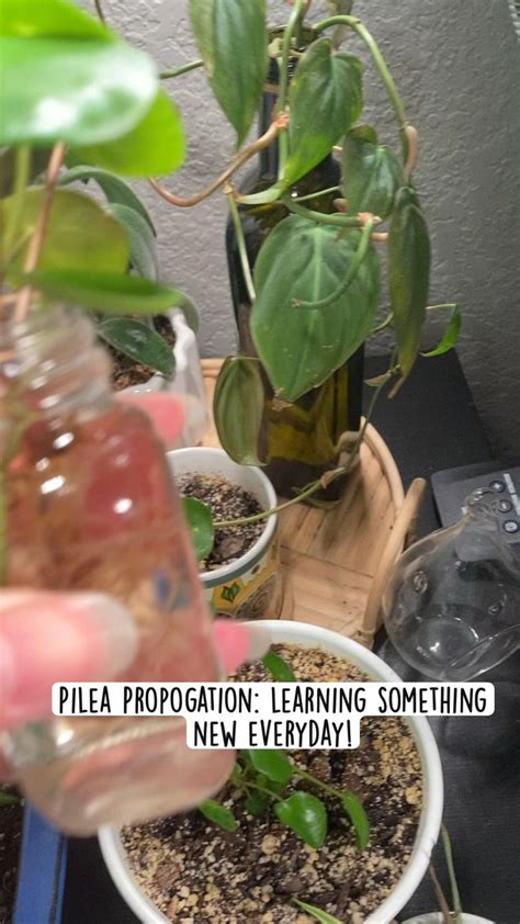 Pilea Propagation Learning Something New Everyday Plants Succulents In Containers