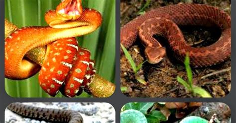 ქვეწარმავლები გველგესლა Viperinae