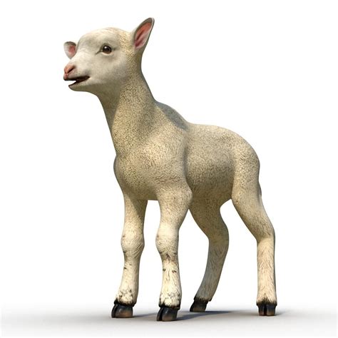 Lamb 3d 모델 3d 모델 49 3ds C4d Fbx Ma Obj Max Unitypackage Upk