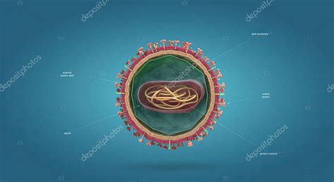 Hiv Is Composed Of Two Strands Of Rna 15 Types Of Viral Proteins And A Few Proteins From The