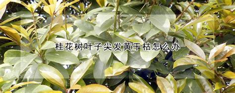 怎样栽培桂花树 发财农业网