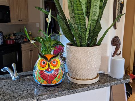 Ceramic Owl Flower Pot Colorful Owl Ts Talavera Pottery Etsy