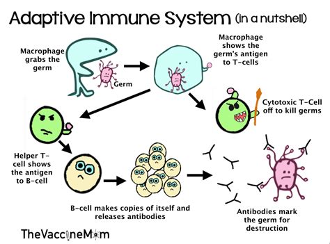 The Immune System In A Nutshell The Vaccine Mom
