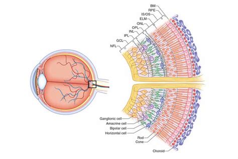 Fungsi Retina Mata Anatomi Cara Kerja Dan Cara Menjaga Nya Gramedia Literasi