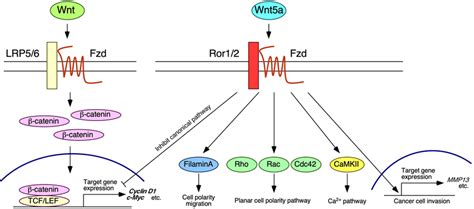 Canonical And Noncanonical Wnt Signaling Schematic Representation Of Download Scientific