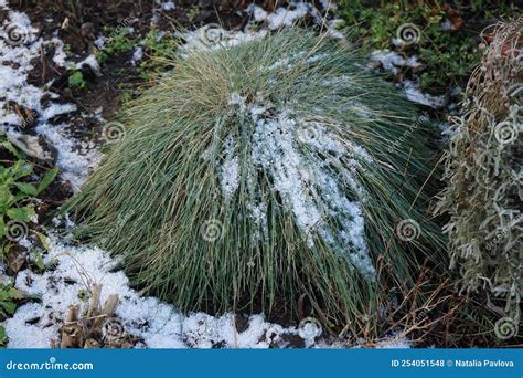 Festuca Glauca Under The Snow In January Festuca Glauca Is A Species
