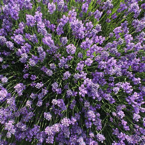 Lavender House Perfumery Tutto Quello Che Cè Da Sapere