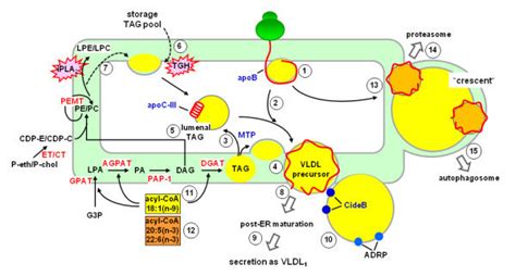 Protein And Lipid Factors Affecting Vldl Assembly And Secretion The Download Scientific