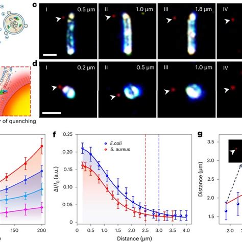 Real Time Detection Of Oscillatory Enzyme Activity Of A Single