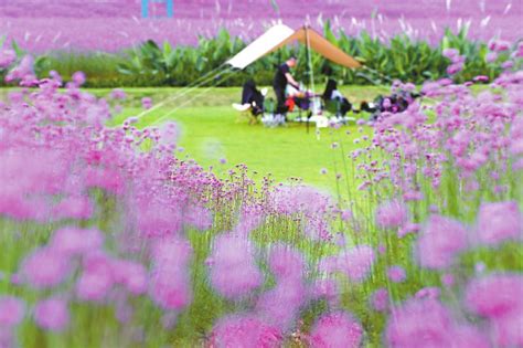 成都 公园城市示范区 四川日报电子版