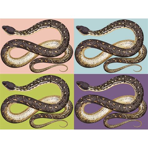 Carpet Python Snake Reptile TofuJoe