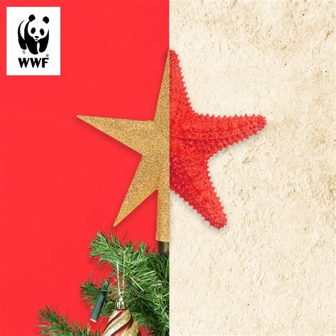 Wwf Korea 지구를위한에코라이프스타일 판다가 제안하는 친환경 선물 아이디어 5가지🐼🎄