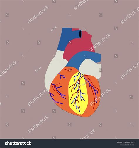 Heart Anatomy Vector Health Purpose Other Stock Vector Royalty Free 2224073895 Shutterstock