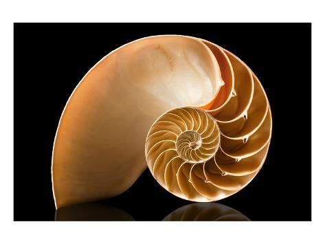 Fibonacci Pattern In A Shell Premium Giclee Print Art Com Shell Art Print Art Print