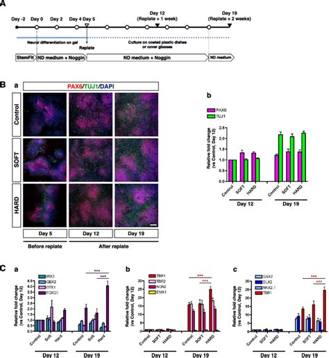 Expression Of Specific Neural Markers After Neural Induction A Download Scientific Diagram