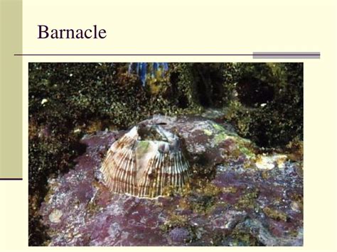 Ppt Phylum Arthropoda Class Crustacea Powerpoint Presentation Free