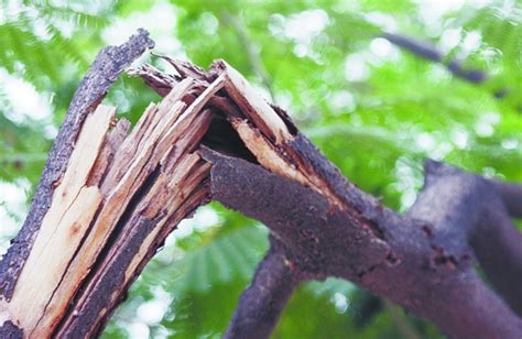 折断的树枝大树枝简笔画断树枝大山谷图库