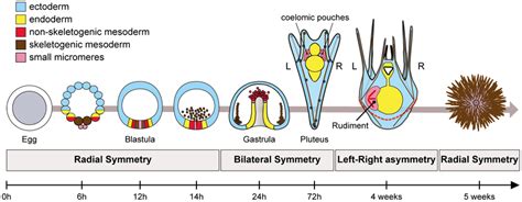 Establishment Of Left Right Asymmetry In Echinoderms Left Right