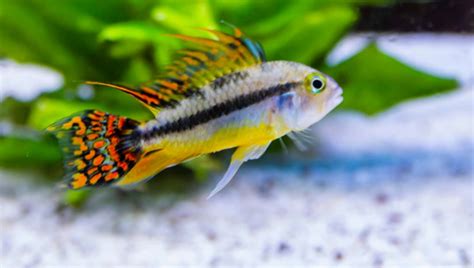 Cockatoo Cichlid Updated Care Guide Look Diet Etc 2025